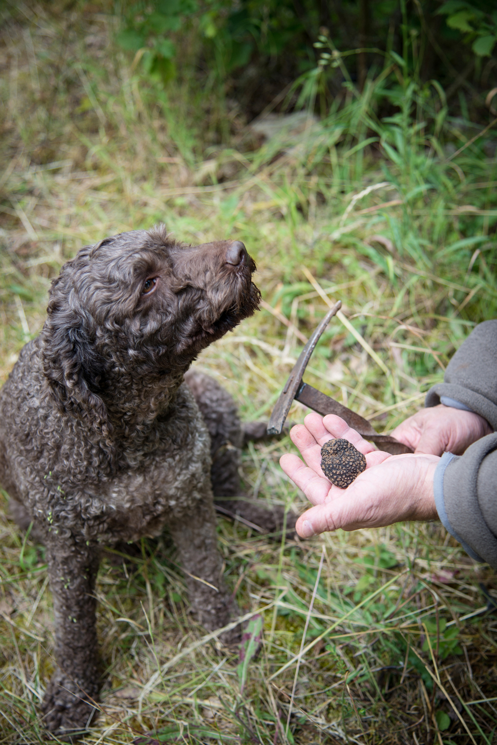 Truffes en Bourgogne à Dijon et Beaune